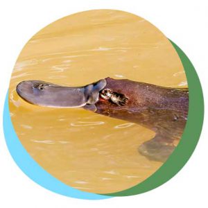 The Platypus Project - The Gap Sustainability Initiative