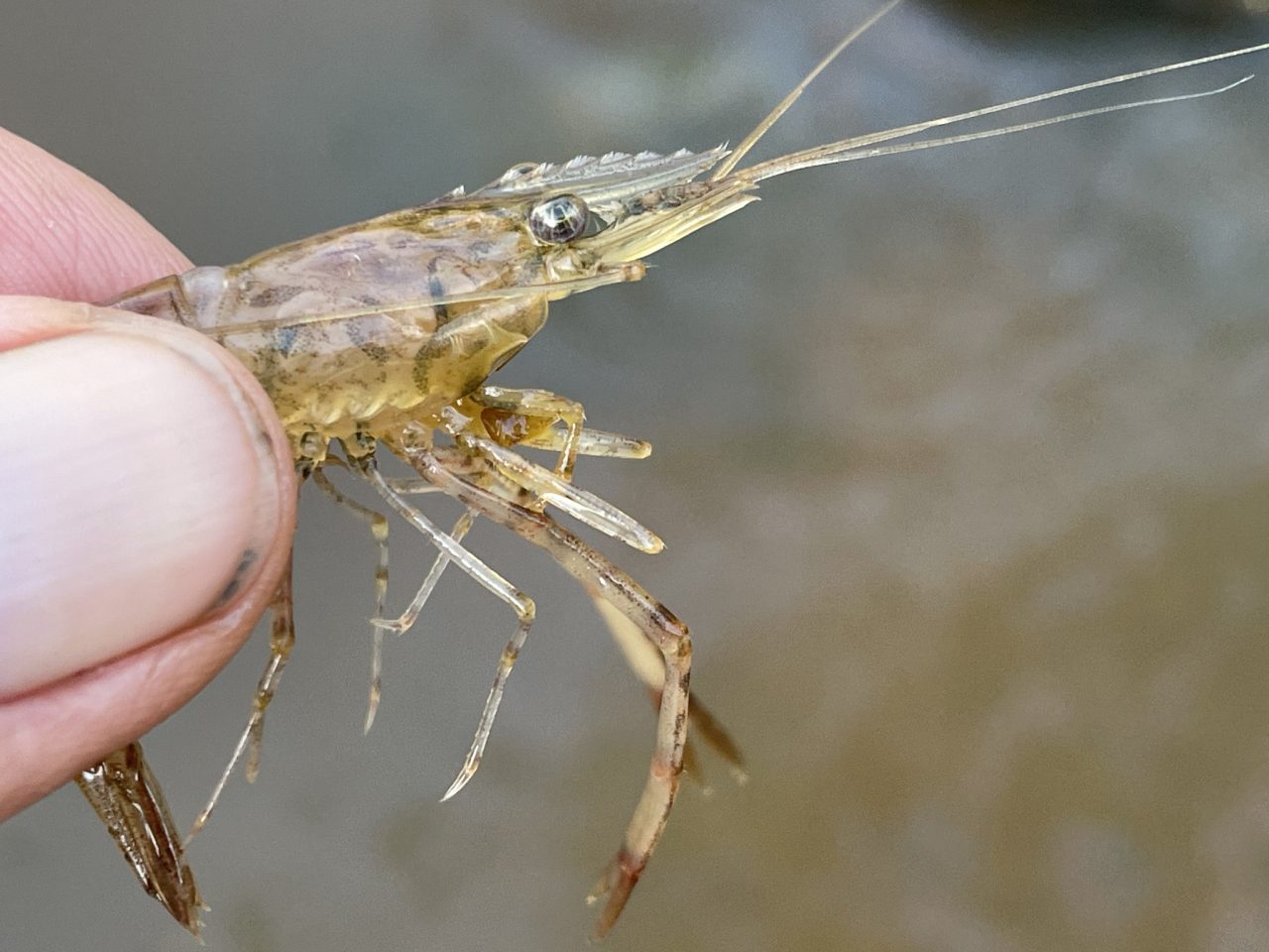 The Invisible Night Cleaners: Freshwater Prawns - The Gap ...